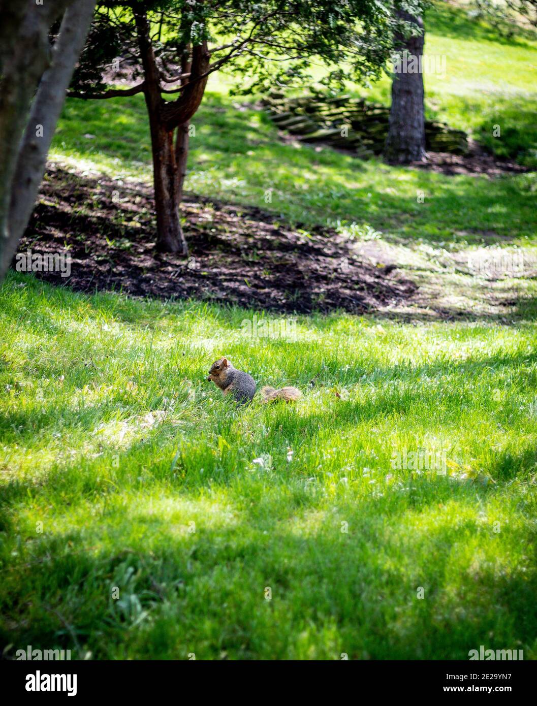 Vertical shot of a squirrel in grass during the daytime Stock Photo - Alamy