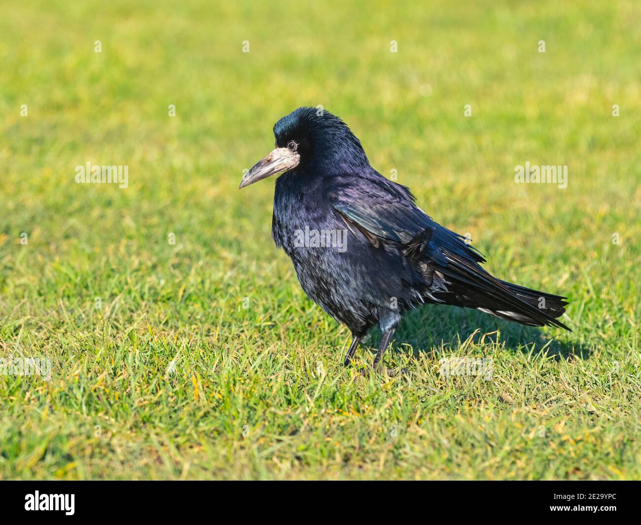 Corvidae family hi-res stock photography and images - Alamy