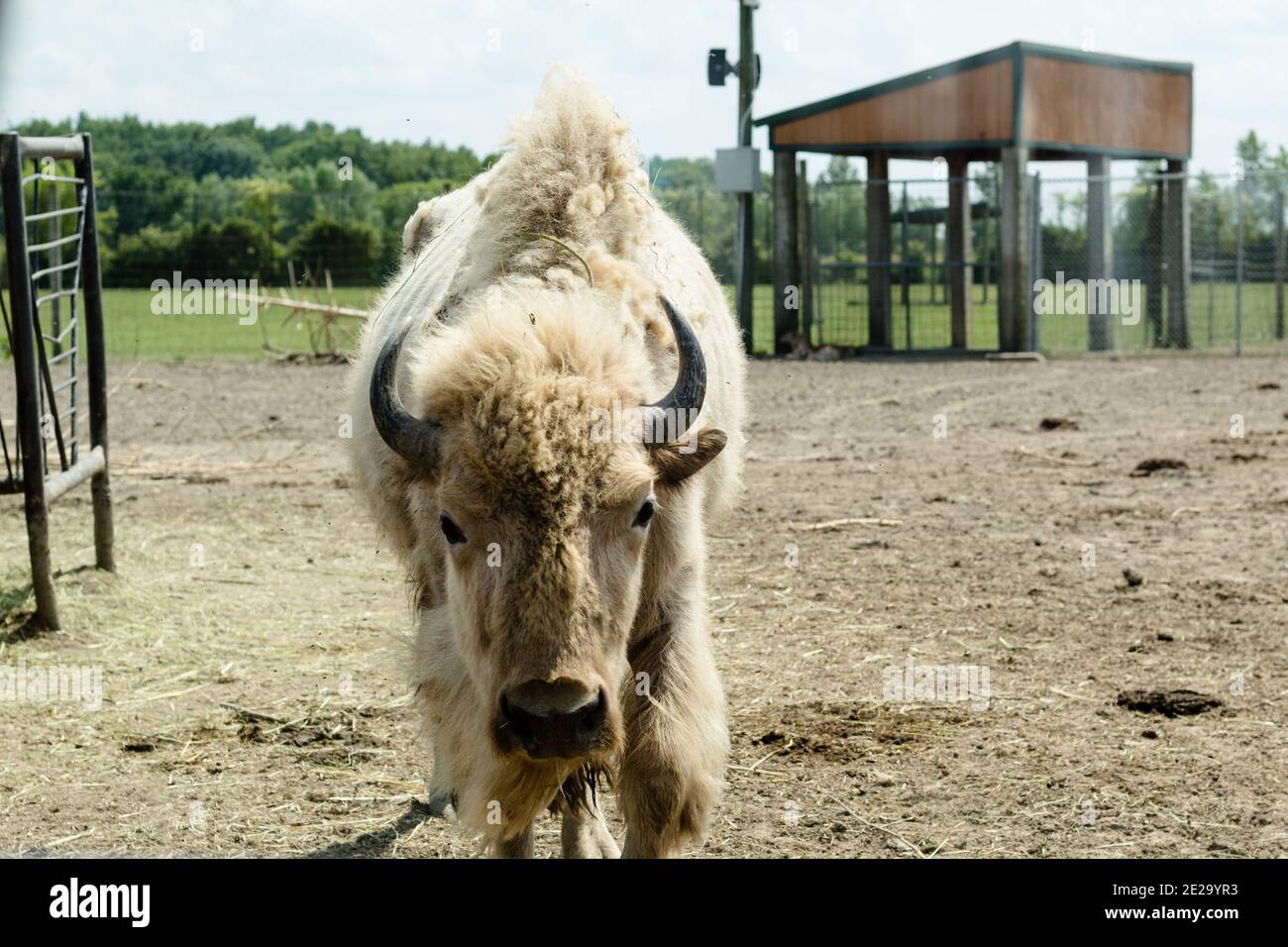 White big Cattle on the farm during the daytime Stock Photo - Alamy