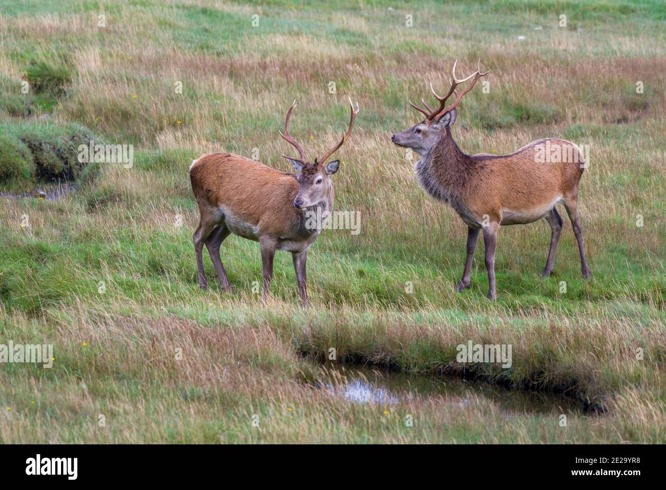Red deer in Scottish Highlands Stock Photo - Alamy