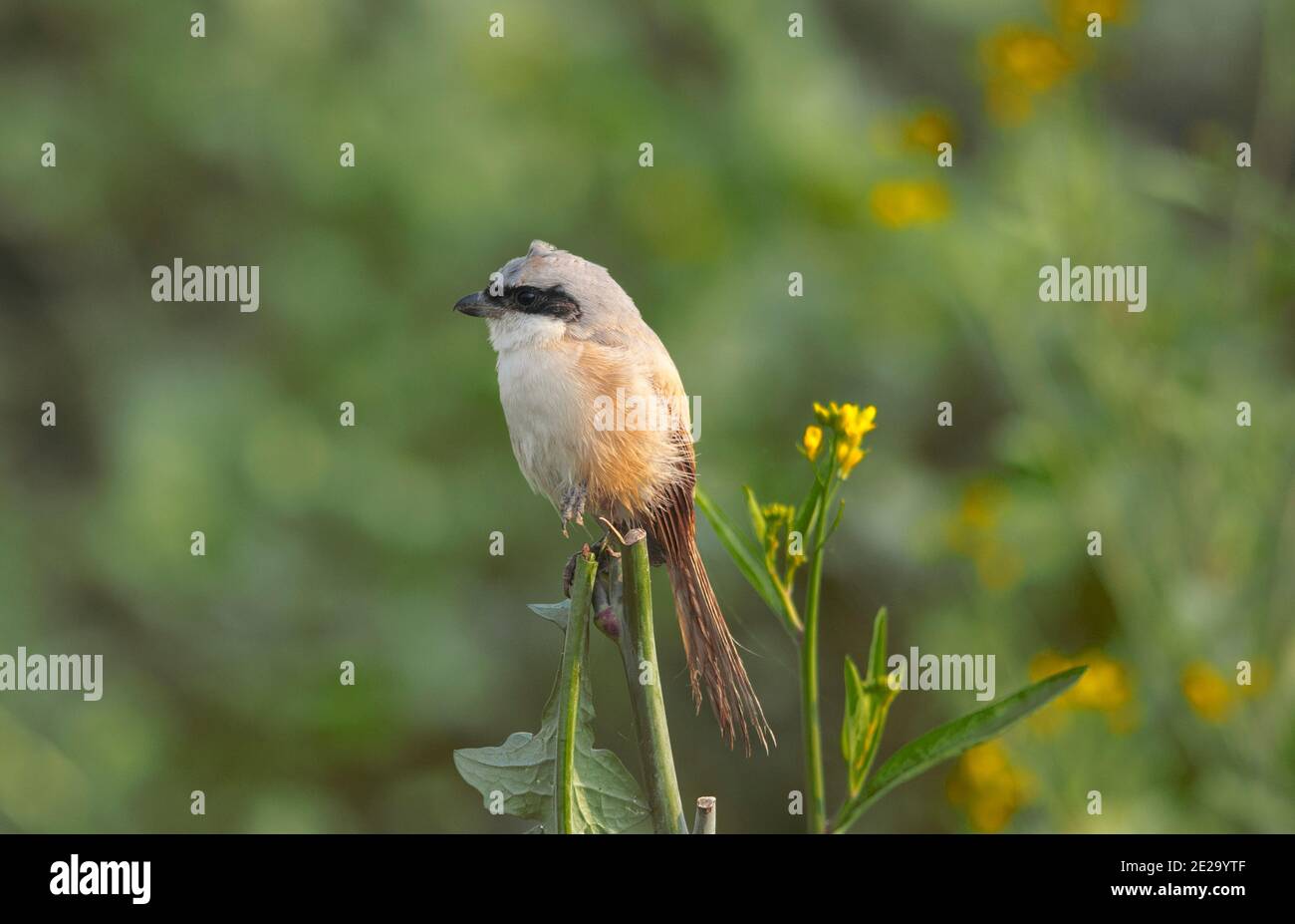 The long-tailed shrike or rufous-backed shrike is a member of the bird ...