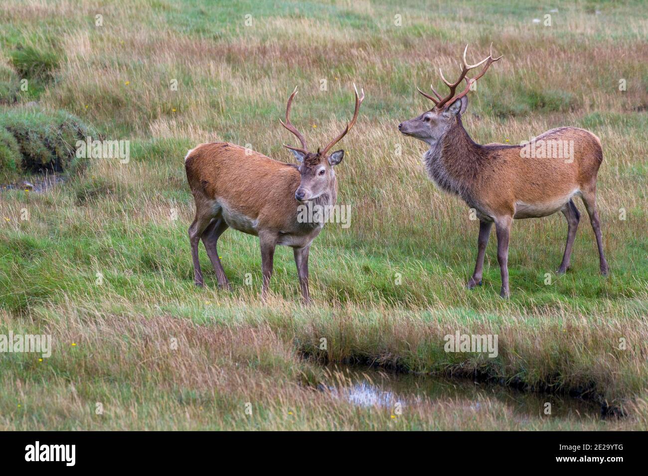 Red deer in Scottish Highlands Stock Photo - Alamy
