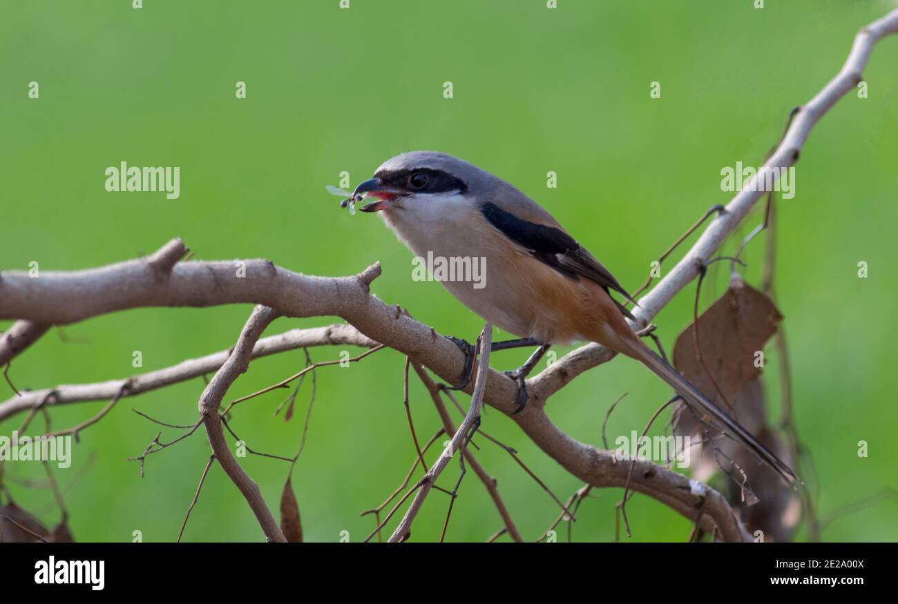 The bay-backed shrike is a member of the bird family Laniidae, the ...