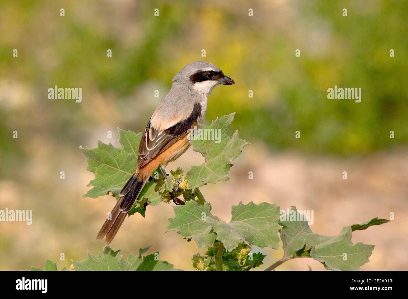 The long-tailed shrike or rufous-backed shrike is a member of the bird ...