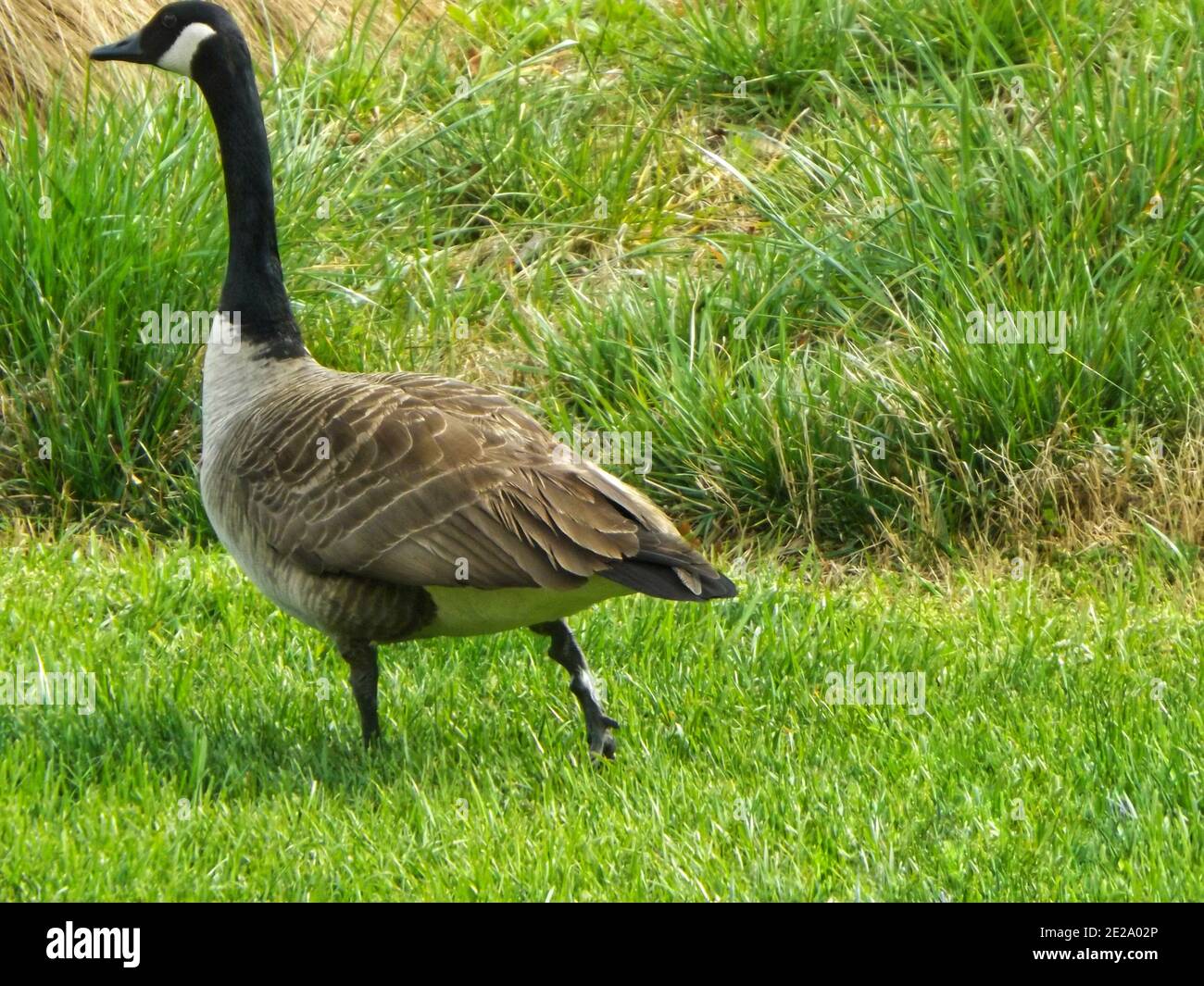 Portrait gray geese walking hi-res stock photography and images - Alamy