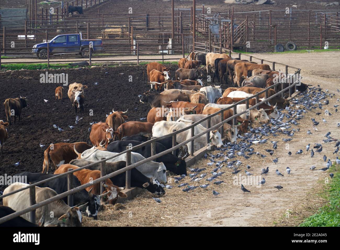 Bull and cow farm animals hi-res stock photography and images - Alamy