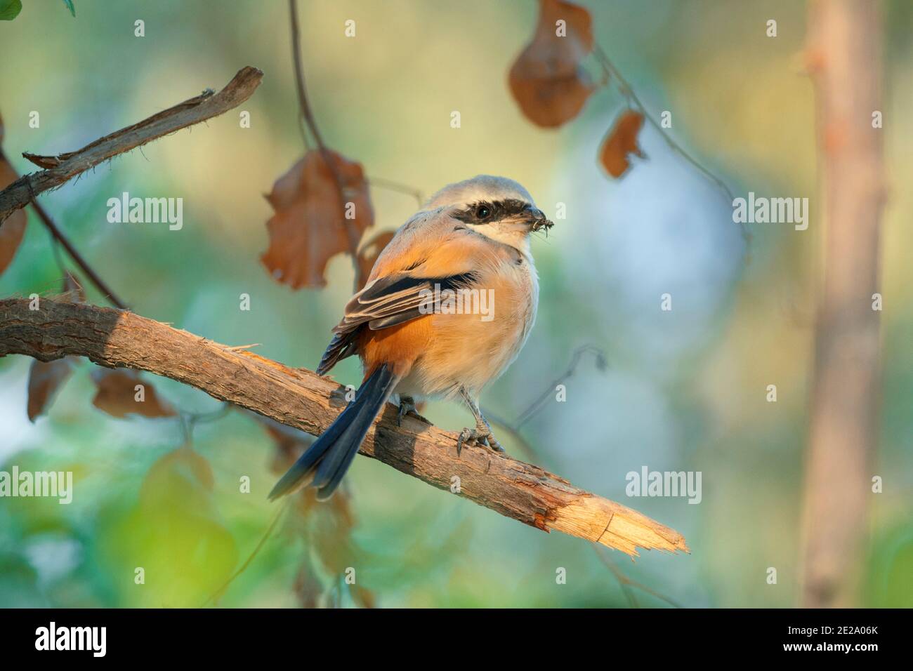 The long-tailed shrike or rufous-backed shrike is a member of the bird ...