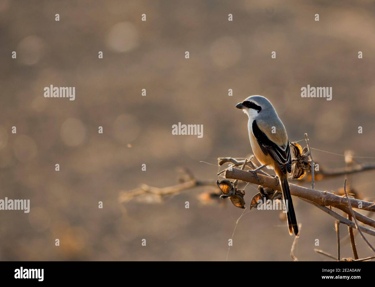 The long-tailed shrike or rufous-backed shrike is a member of the bird ...