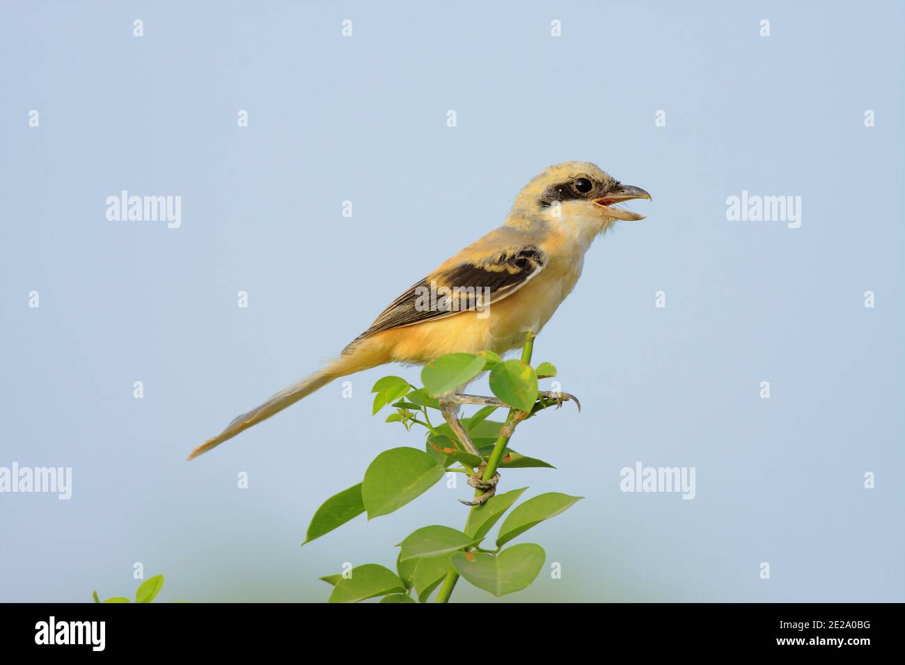 The long-tailed shrike or rufous-backed shrike is a member of the bird ...