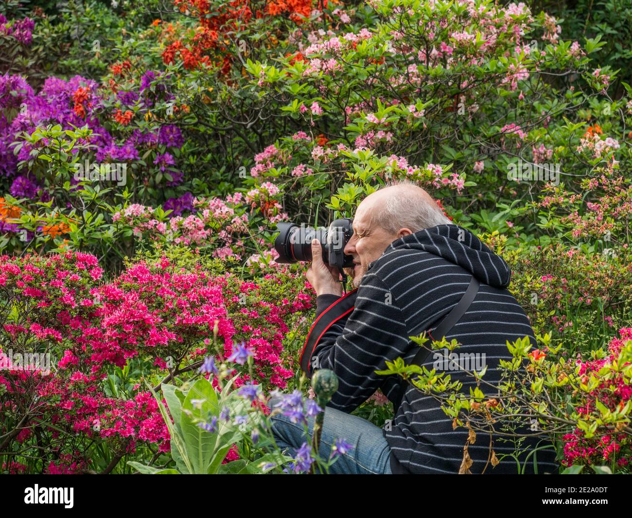 The photographer takes pictures in a beautiful, colorful, spring garden ...