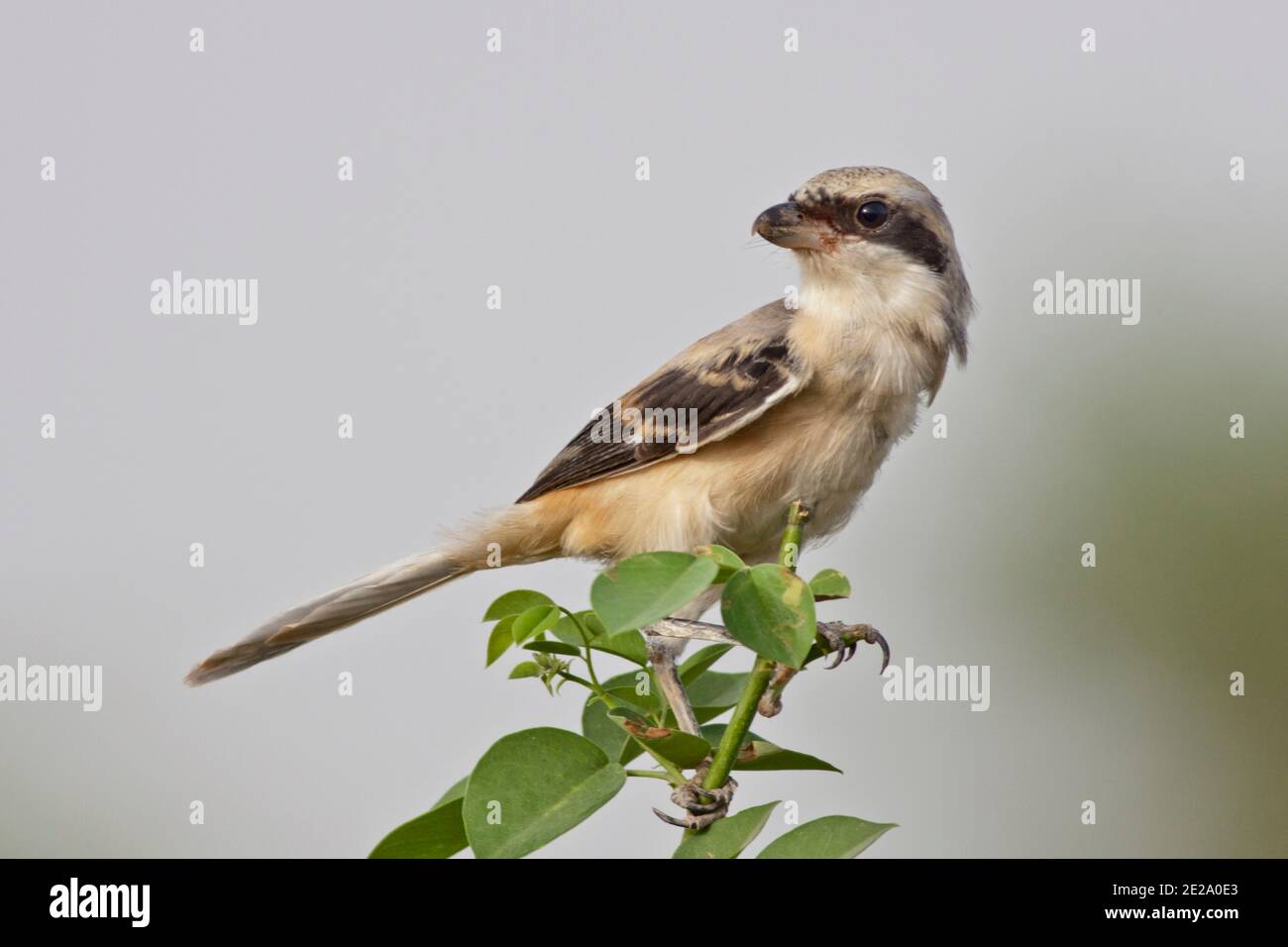 The long-tailed shrike or rufous-backed shrike is a member of the bird ...