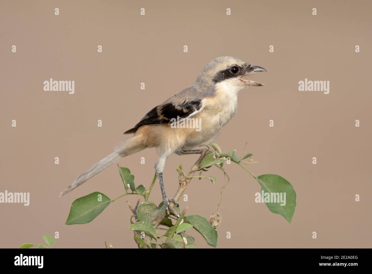 The long-tailed shrike or rufous-backed shrike is a member of the bird ...