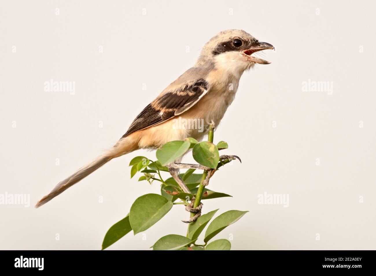 The long-tailed shrike or rufous-backed shrike is a member of the bird family Laniidae Stock ...