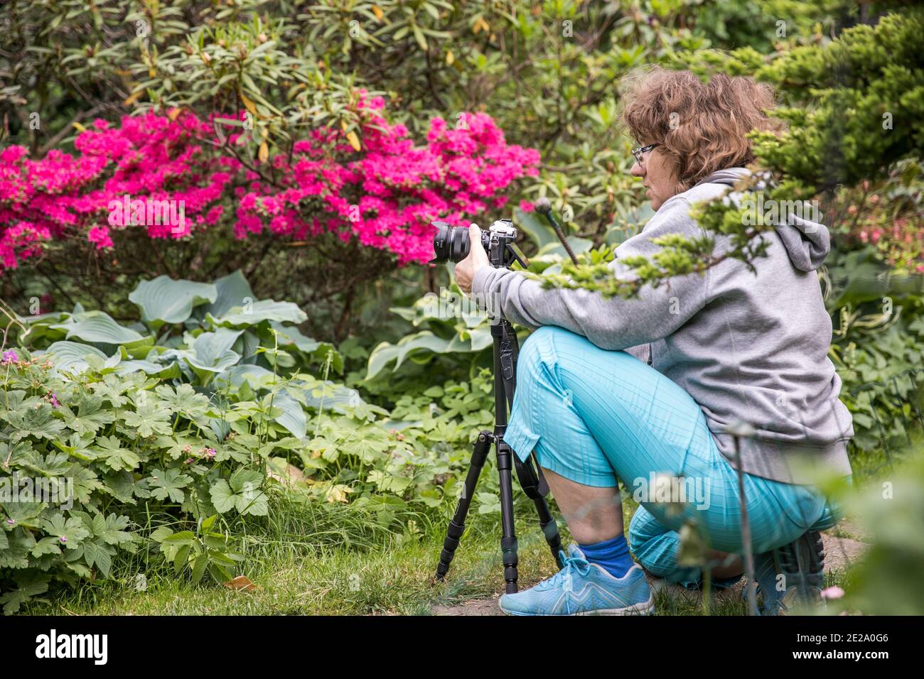 The photographer takes pictures in a beautiful, colorful, spring garden ...