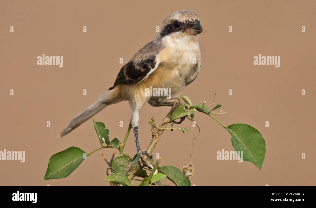 The long-tailed shrike or rufous-backed shrike is a member of the bird ...