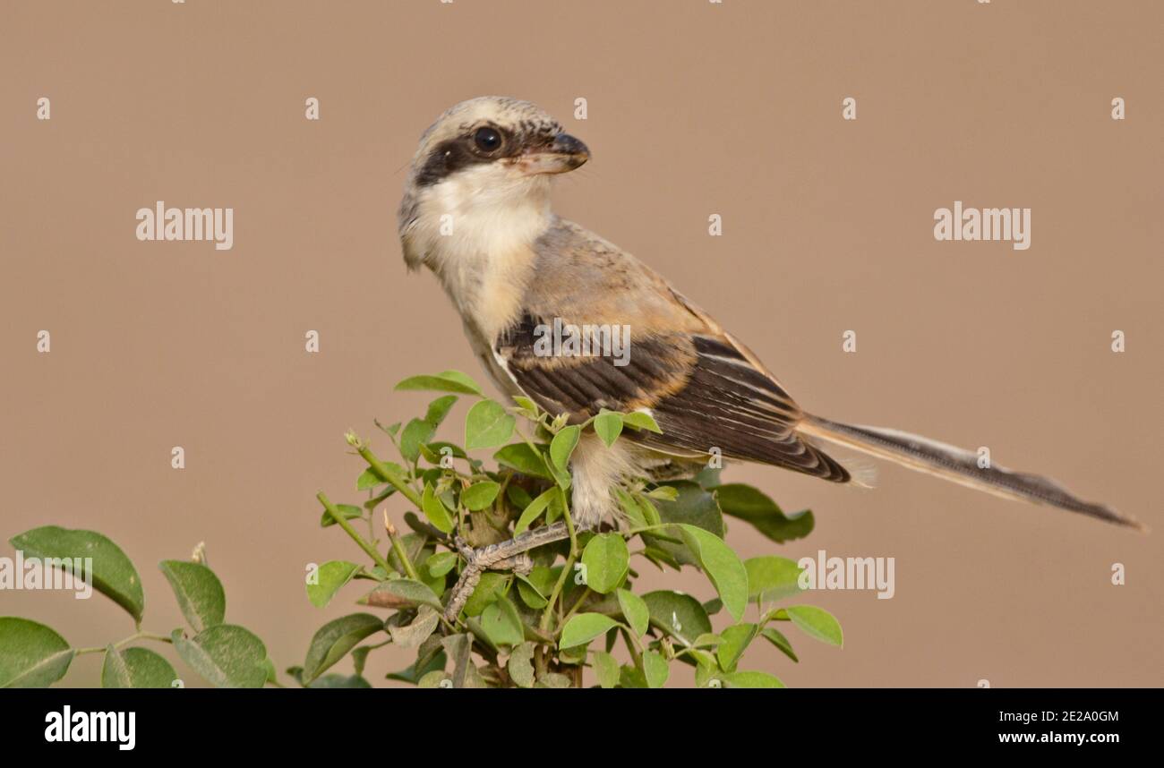 The long-tailed shrike or rufous-backed shrike is a member of the bird ...