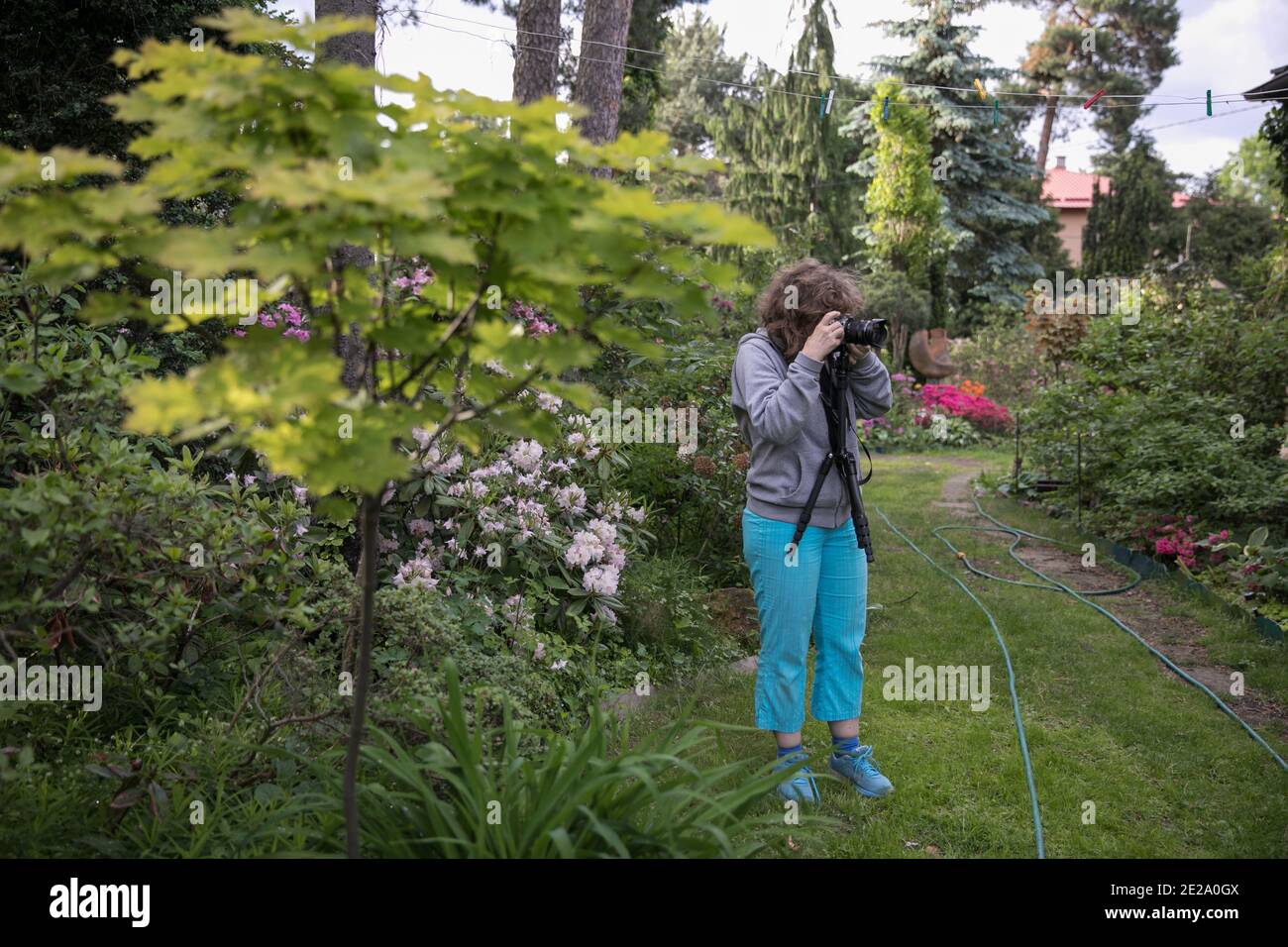 The photographer takes pictures in a beautiful, colorful, spring garden ...