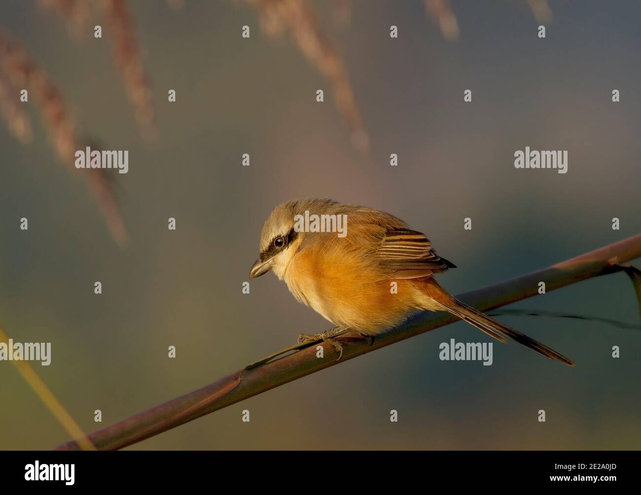The long-tailed shrike or rufous-backed shrike is a member of the bird ...