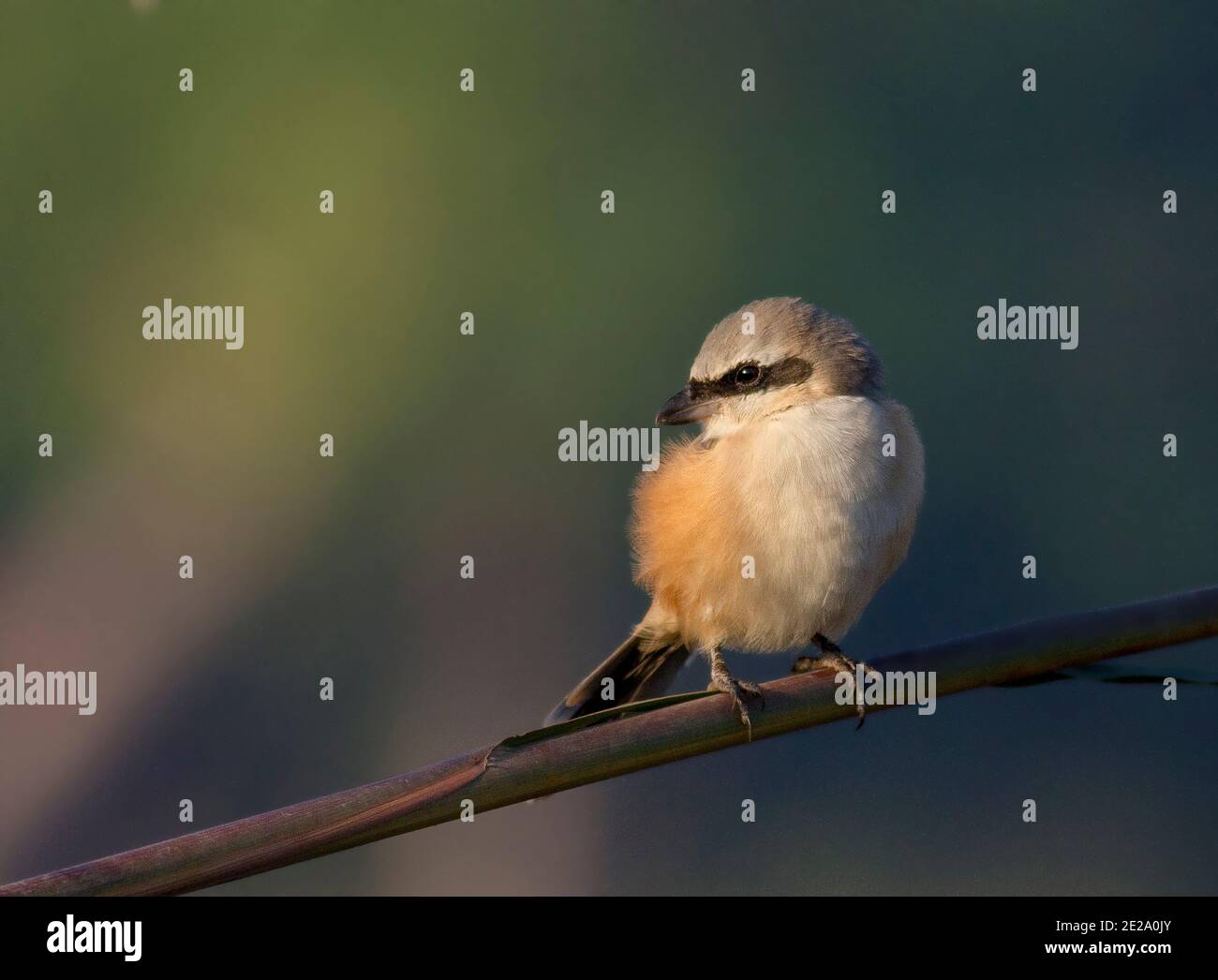 The long-tailed shrike or rufous-backed shrike is a member of the bird ...