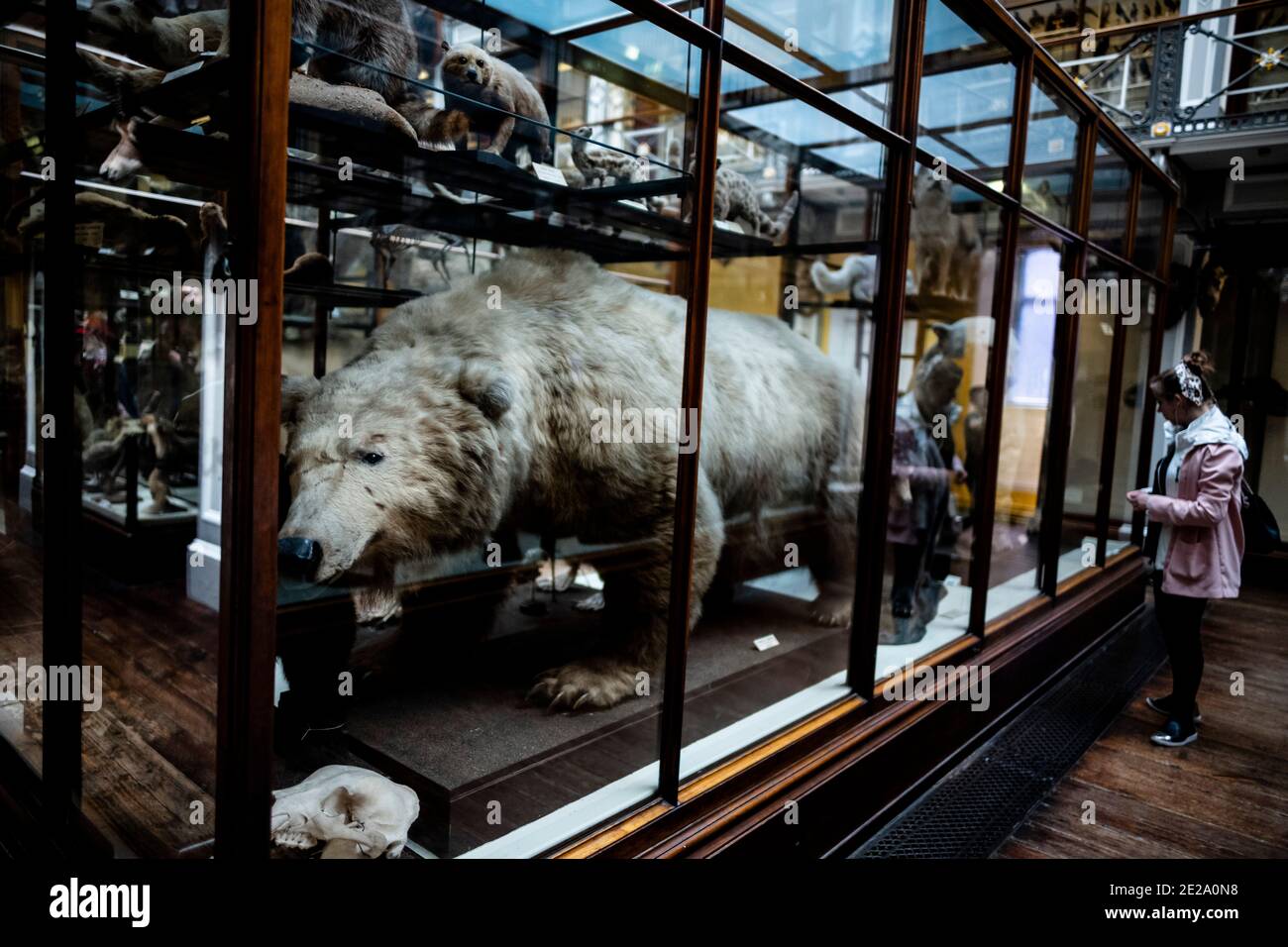 Polar bear natural history museum hi-res stock photography and images ...