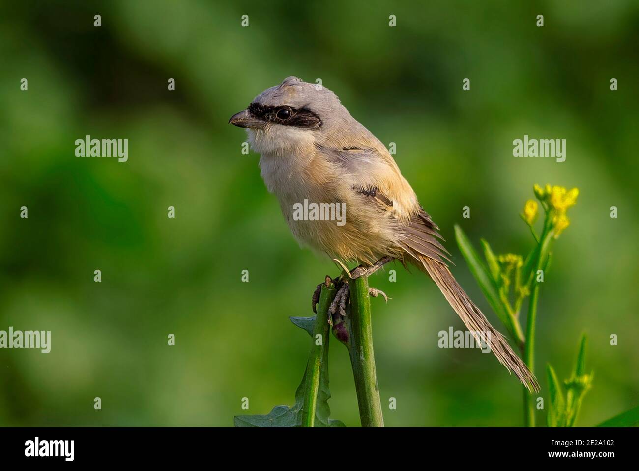 The long-tailed shrike or rufous-backed shrike is a member of the bird ...