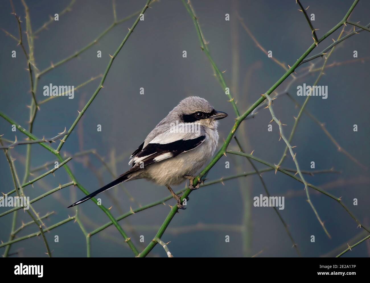 The great grey shrike is a large songbird species in the shrike family ...
