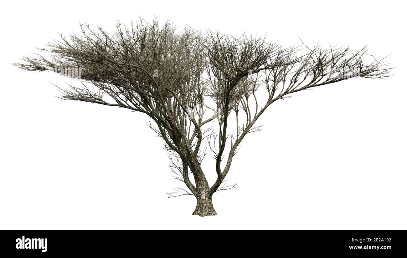 Umbrella Thorn Acacia Drawing