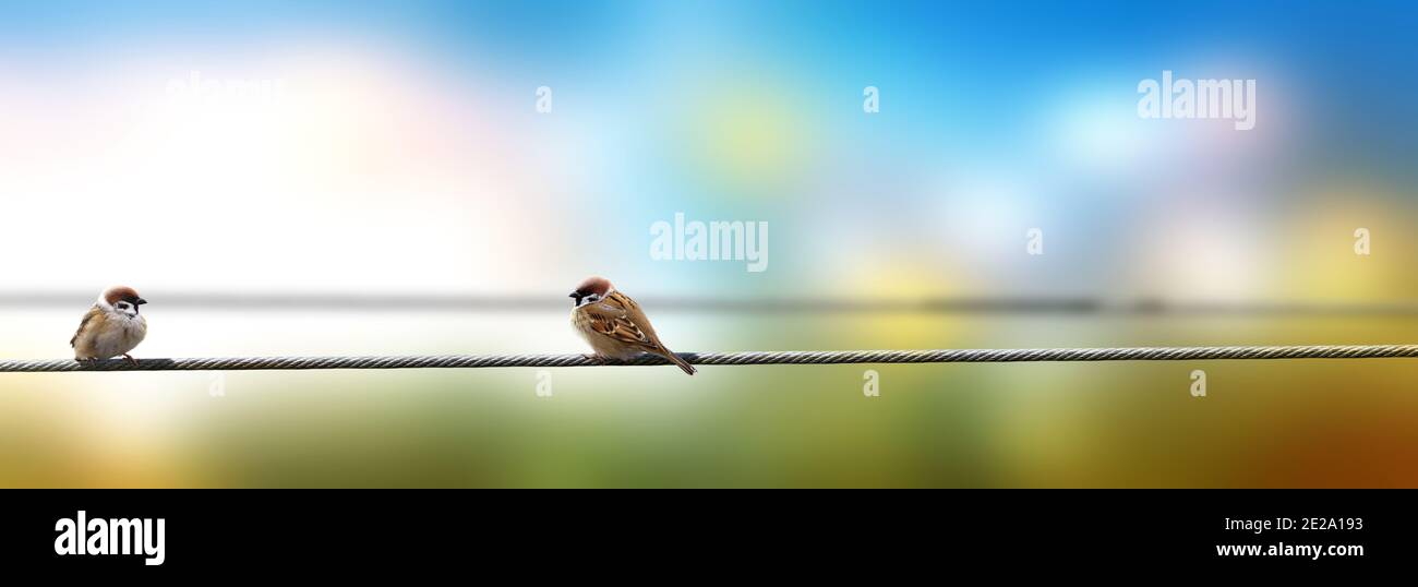 Birds on wire sitting apart. Social distancing conceptual theme Stock ...