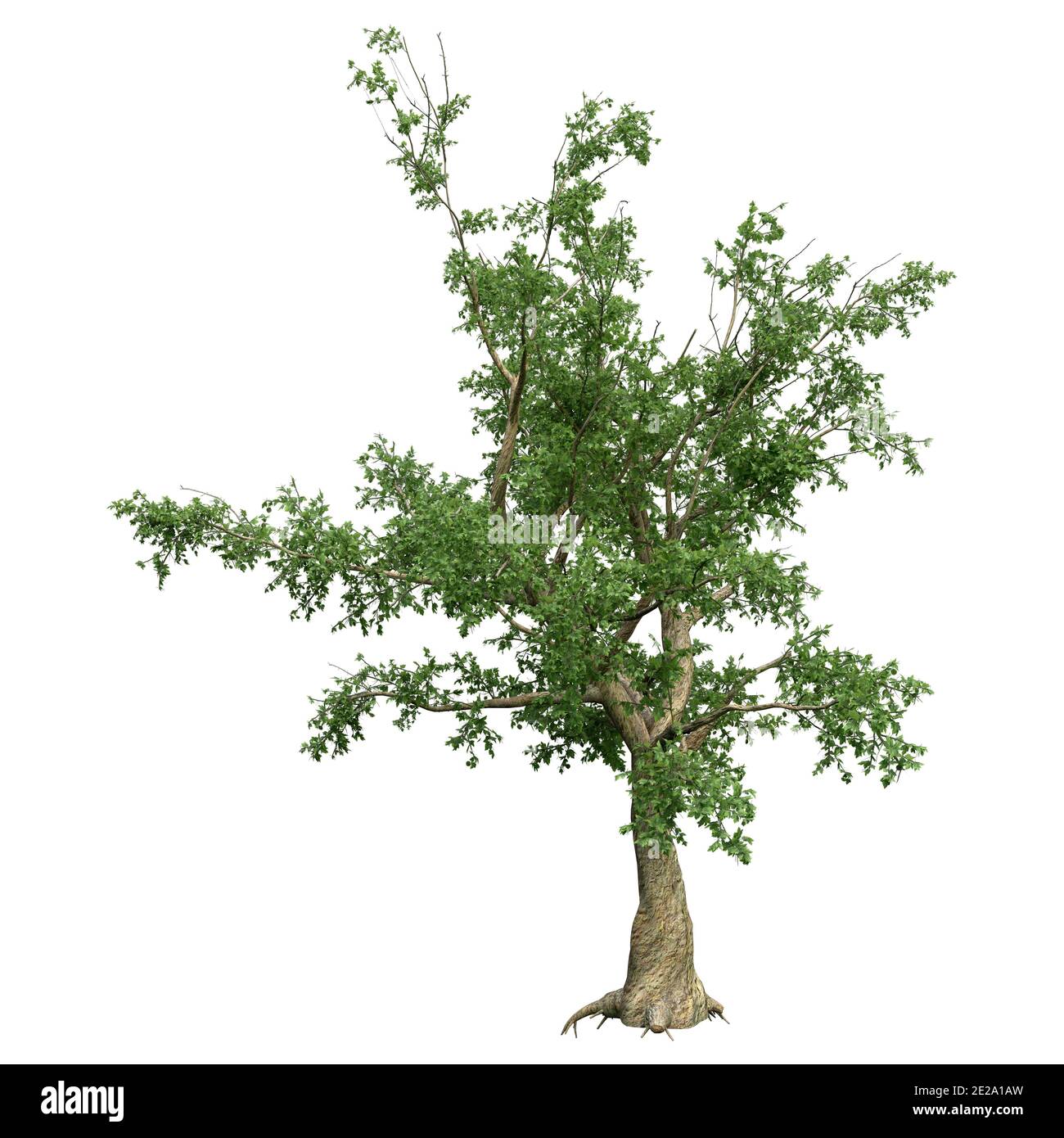 3D rendering of a green sycamore tree isolated on white background ...