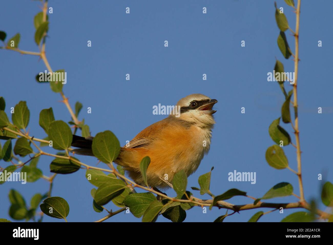 The long-tailed shrike or rufous-backed shrike is a member of the bird ...