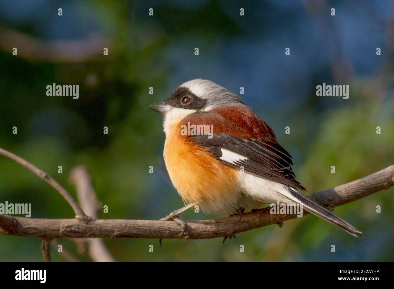 The bay-backed shrike is a member of the bird family Laniidae, the ...