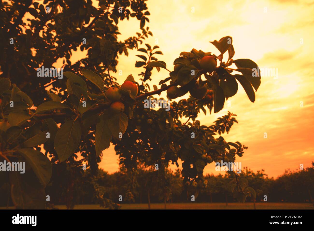 Apple Orchard Normandy High Resolution Stock Photography and Images - Alamy