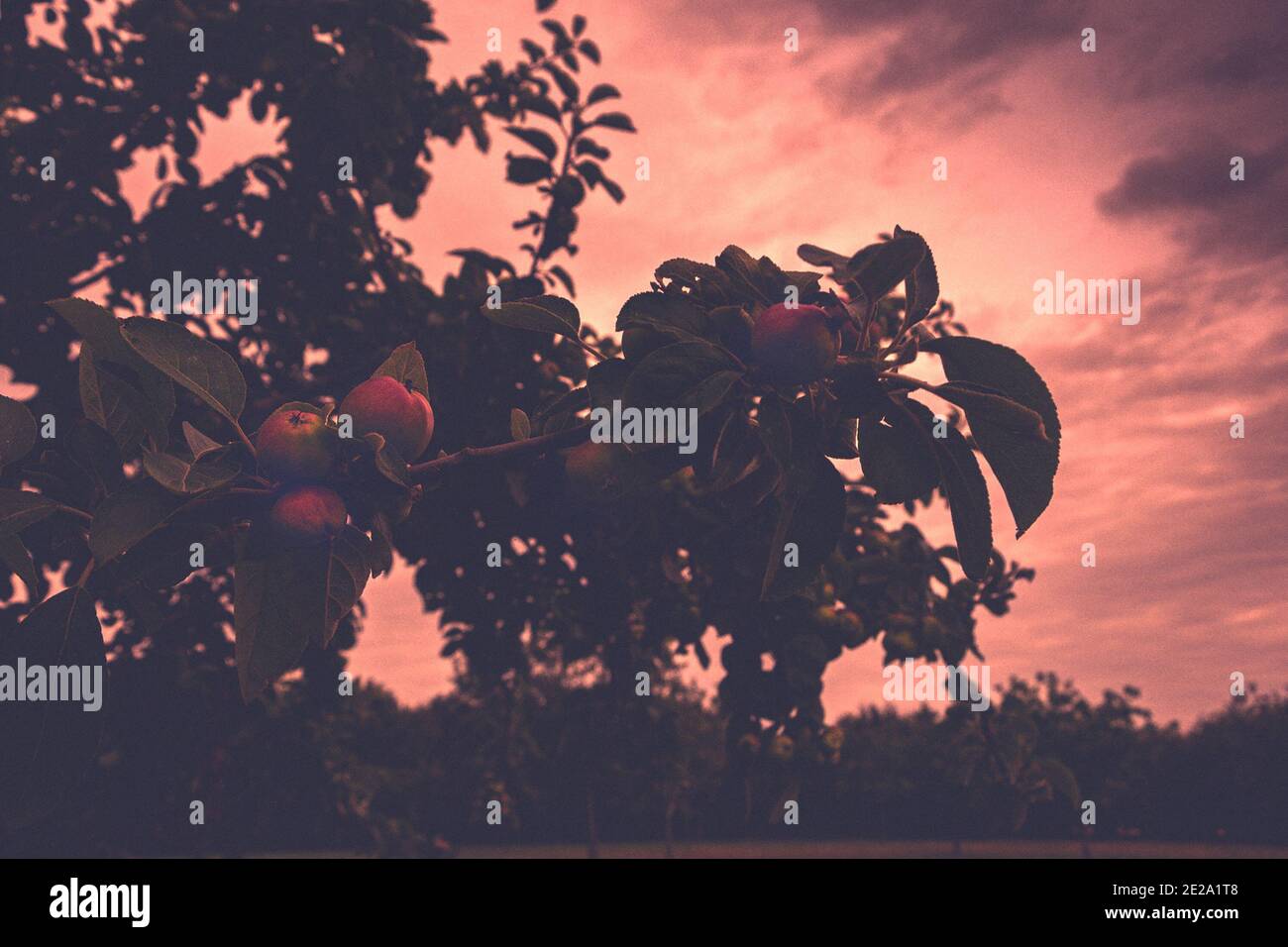 Apple Orchard Normandy High Resolution Stock Photography and Images - Alamy