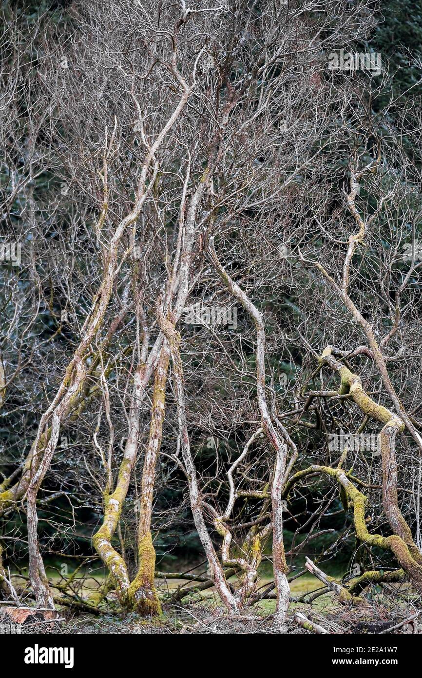 Gnarled trees hi-res stock photography and images - Alamy