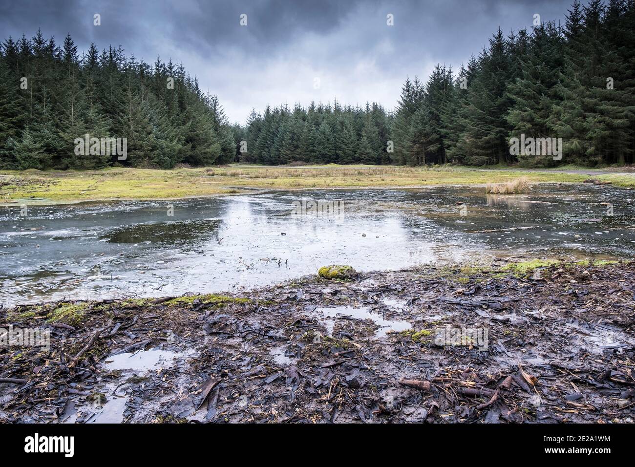 Waterlogged ground in Davidstow Woods on the disused WW2 RAF Davidstow ...