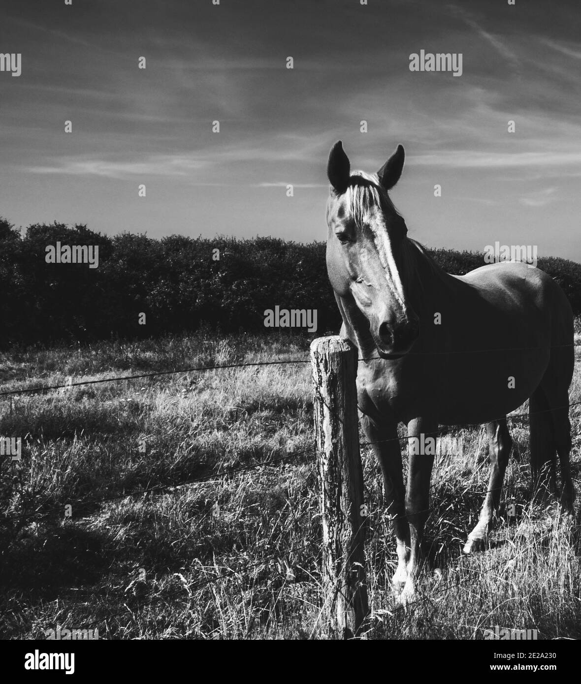 A french horse Black and White Stock Photos & Images - Alamy