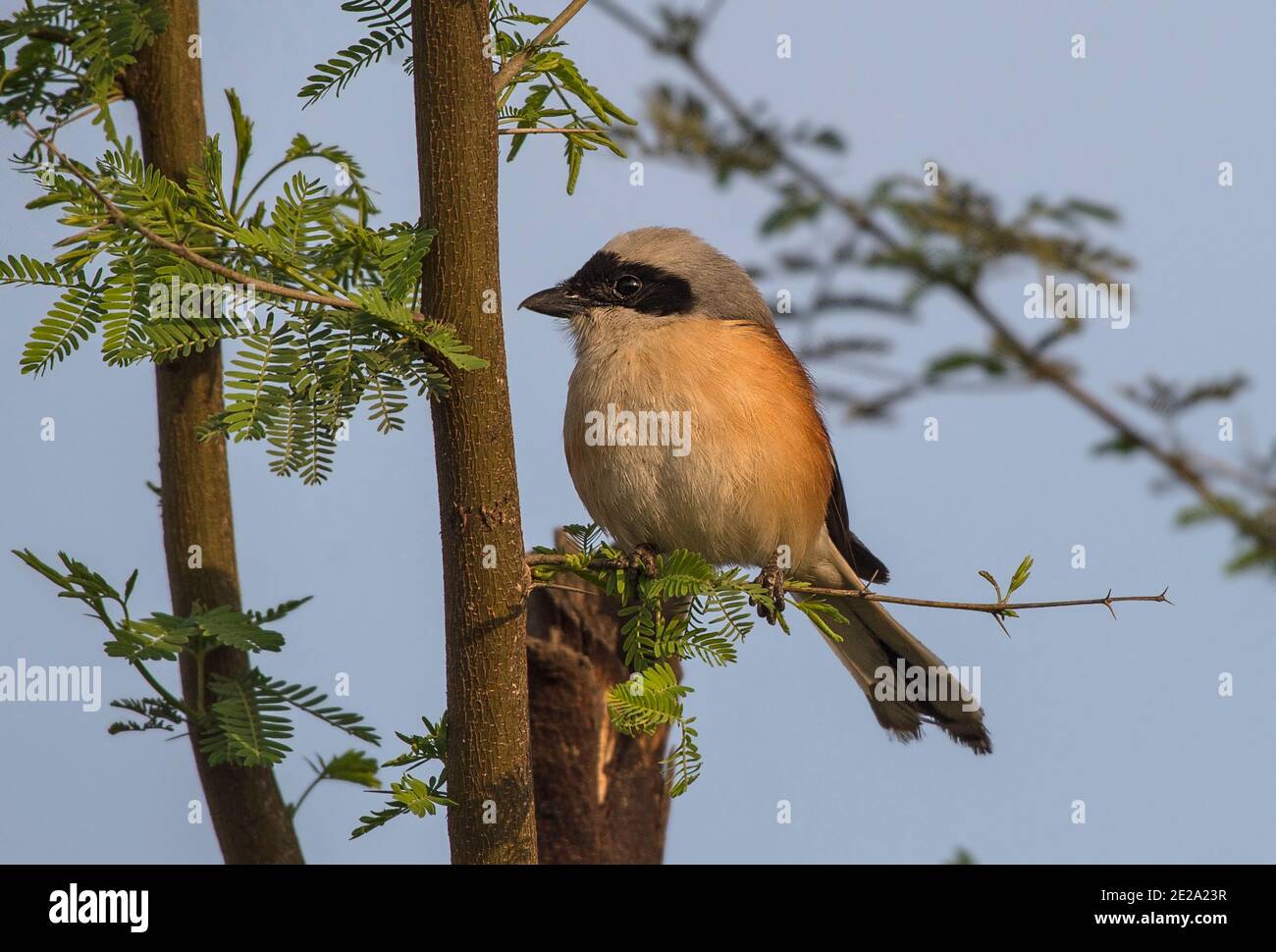 The long-tailed shrike or rufous-backed shrike is a member of the bird ...