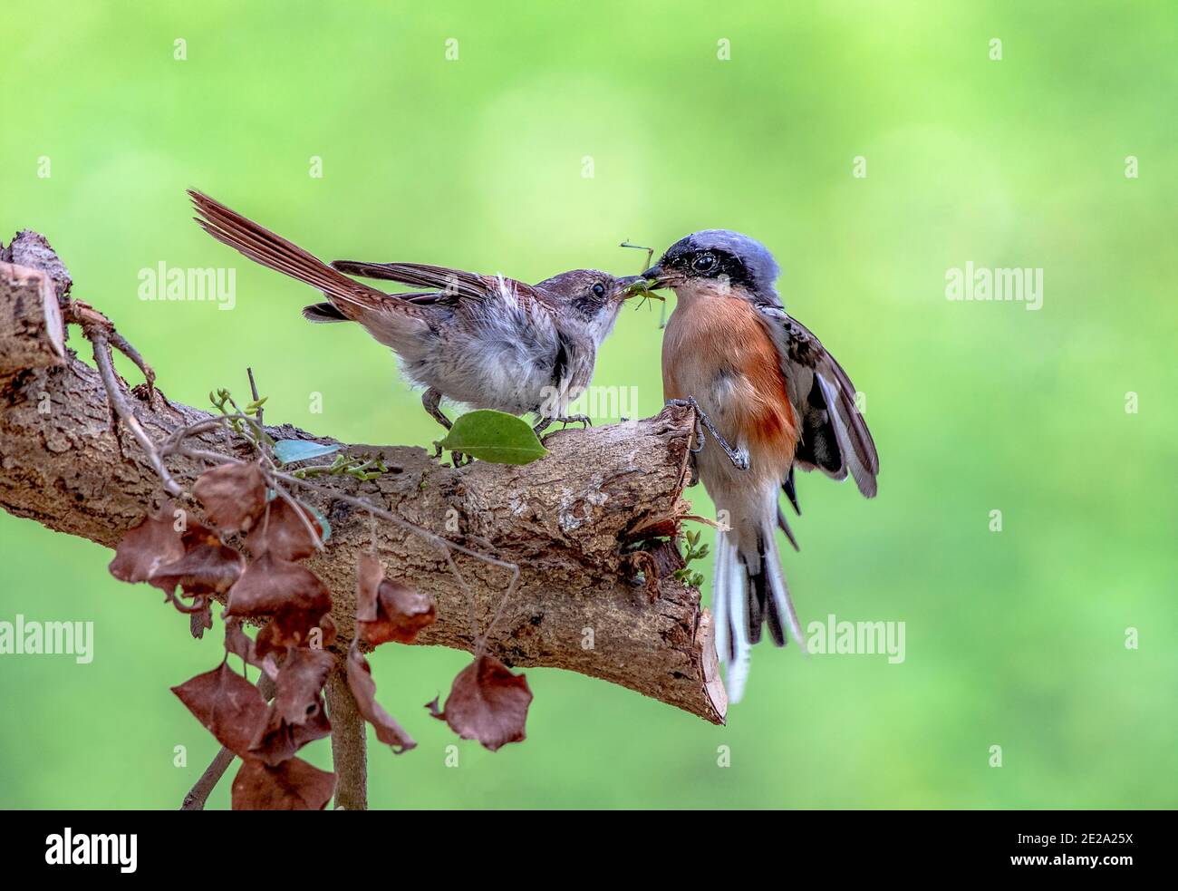 The bay-backed shrike is a member of the bird family Laniidae, the ...
