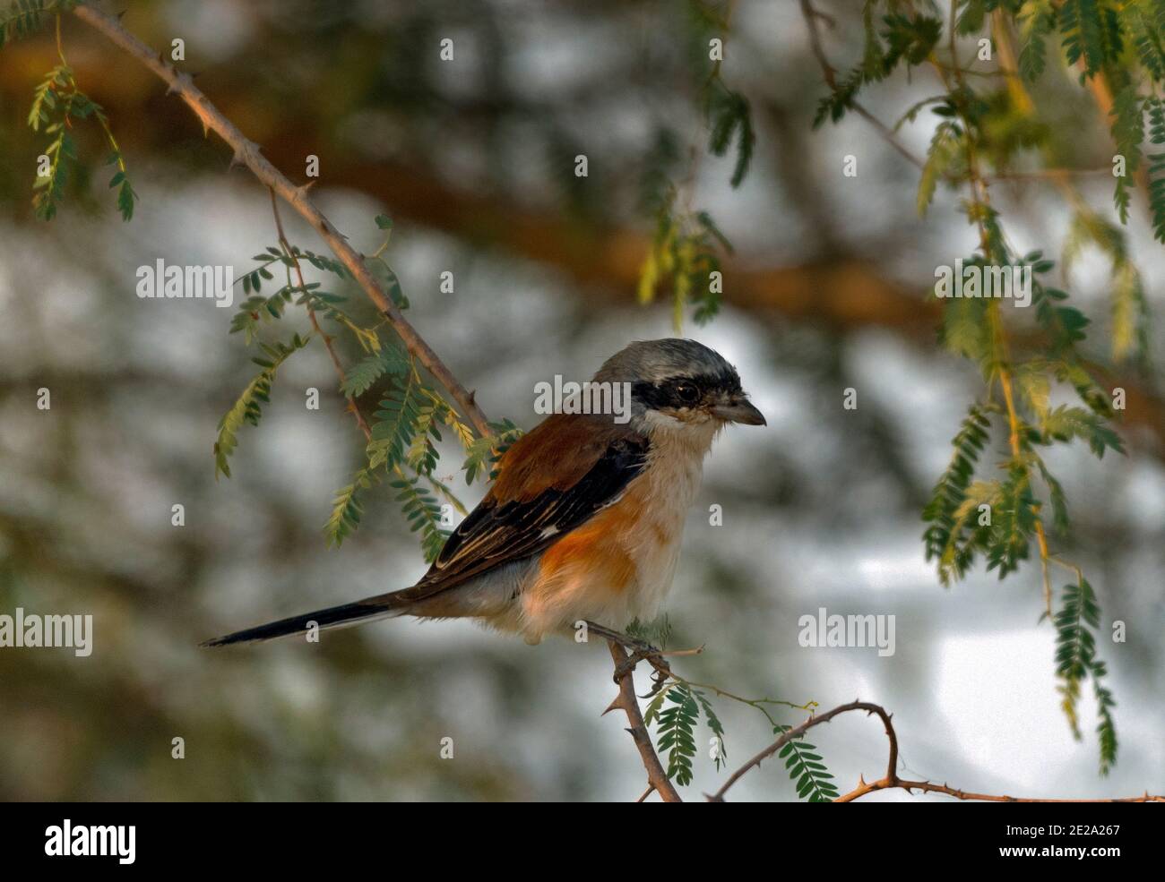 The bay-backed shrike is a member of the bird family Laniidae, the ...