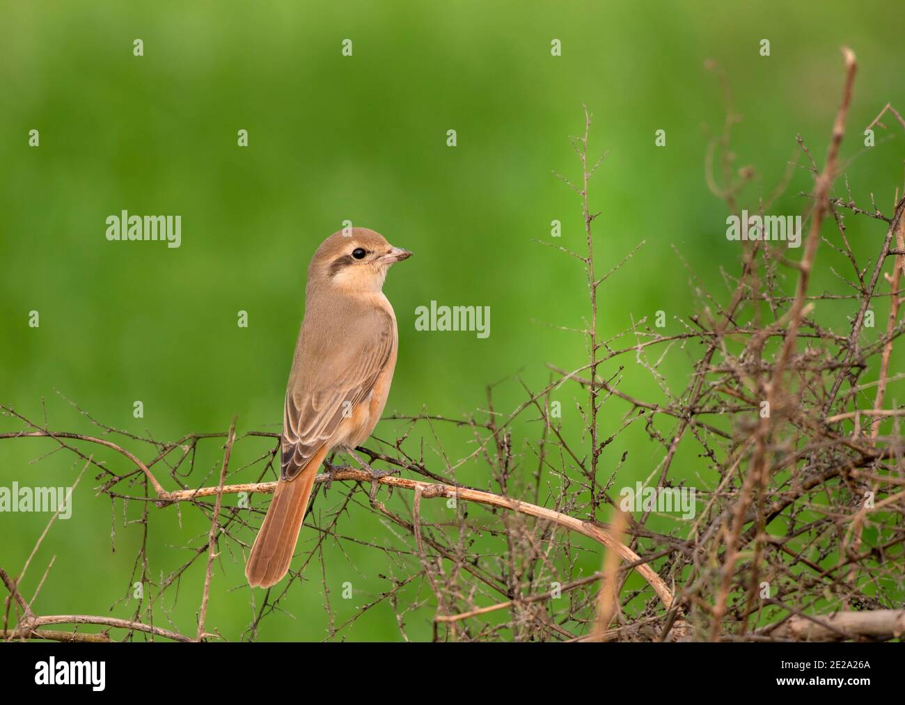 Daurian shrike lanius isabellinus isabellinus hi-res stock photography ...