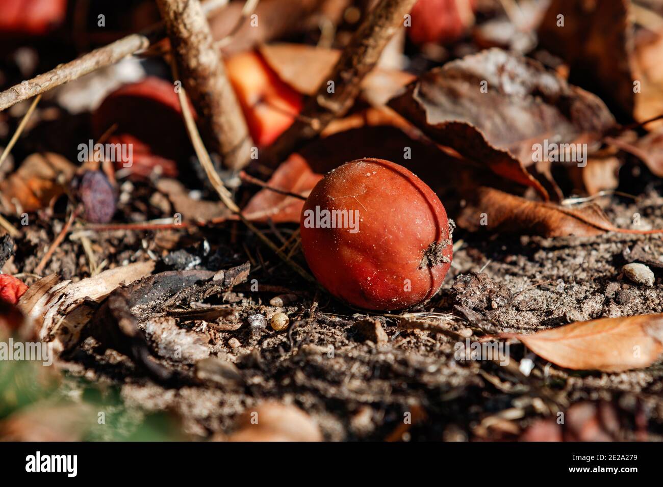 Rotten leaf in the floor hi-res stock photography and images - Alamy