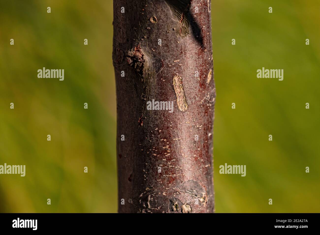 Woody tissue hi-res stock photography and images - Alamy