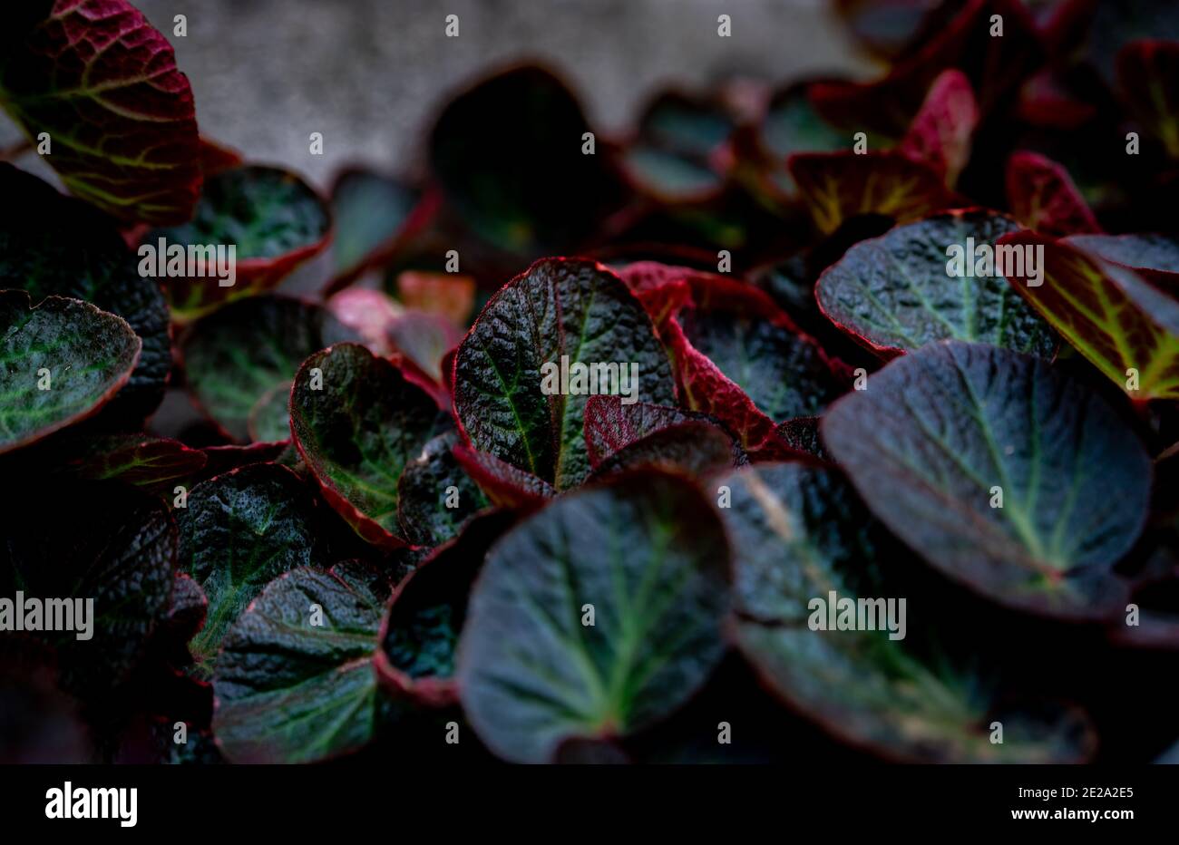 Green and red round leaf texture. Close-up detail of begonia leaves ...