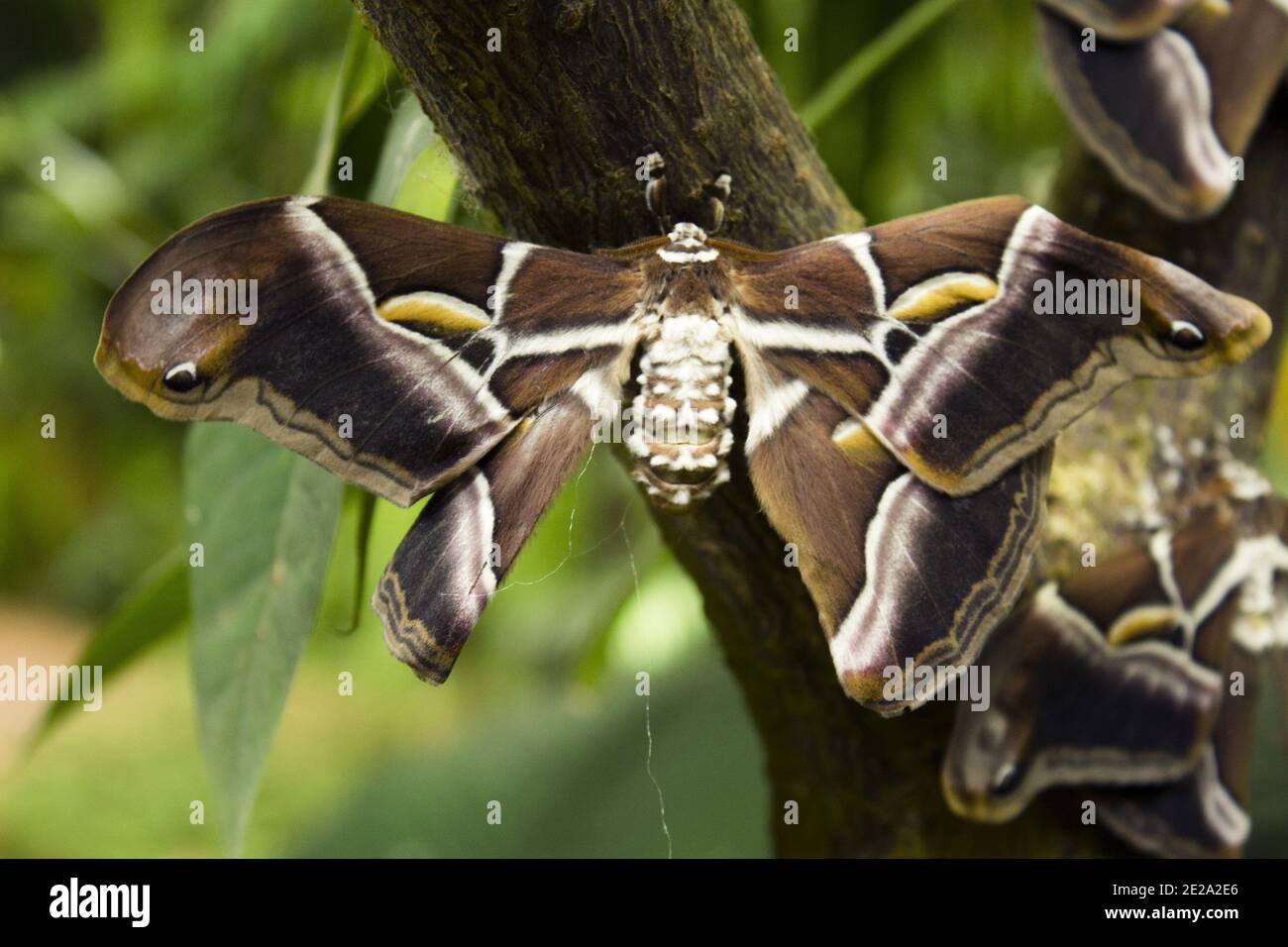 Open moth butterfly perched on a tree. No people Stock Photo - Alamy
