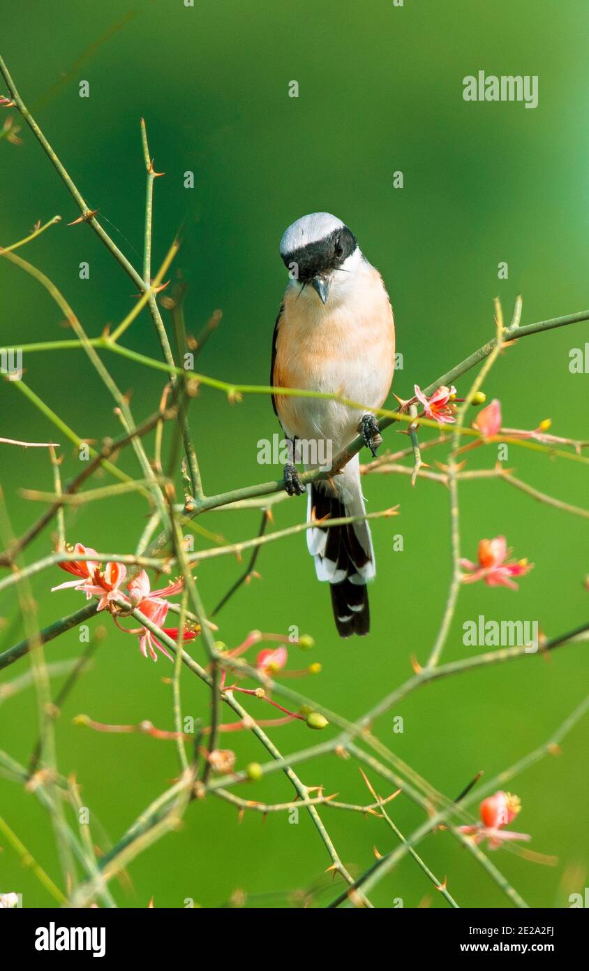 The bay-backed shrike is a member of the bird family Laniidae, the ...