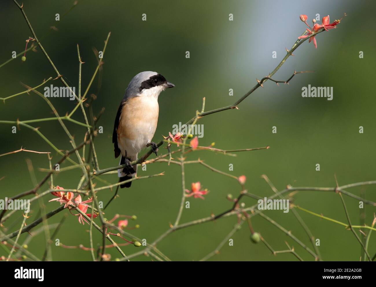 The bay-backed shrike is a member of the bird family Laniidae, the ...