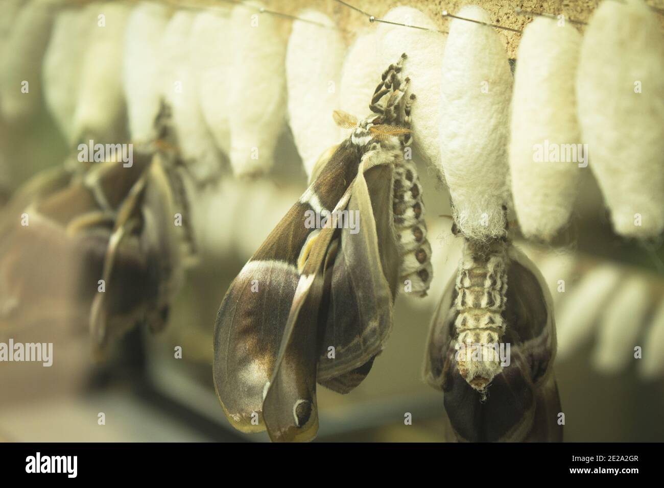 Butterfly nests with some of them being born. No people Stock Photo - Alamy
