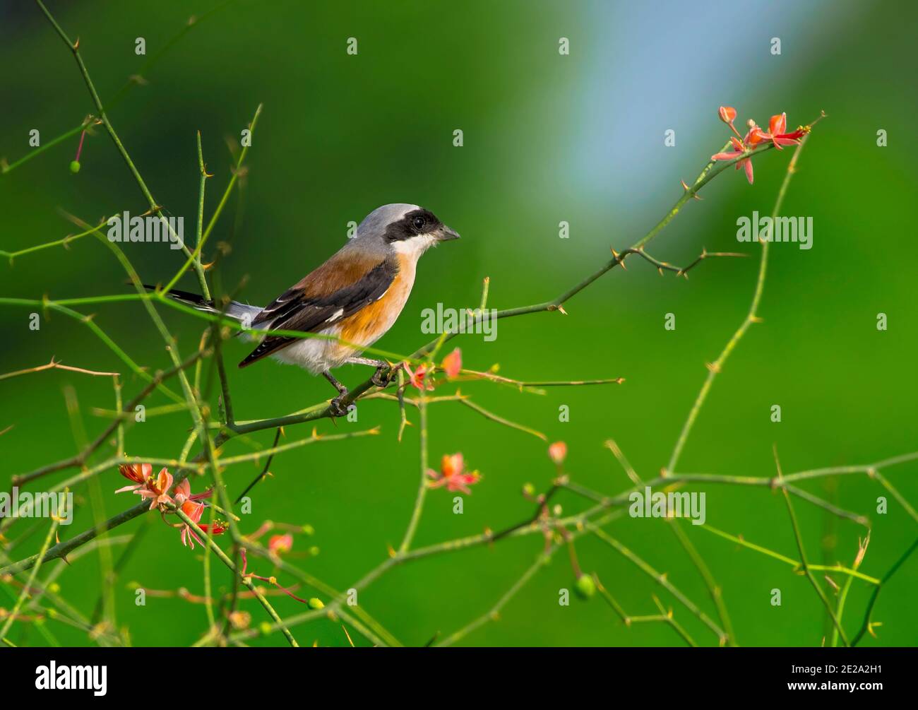 The bay-backed shrike is a member of the bird family Laniidae, the ...
