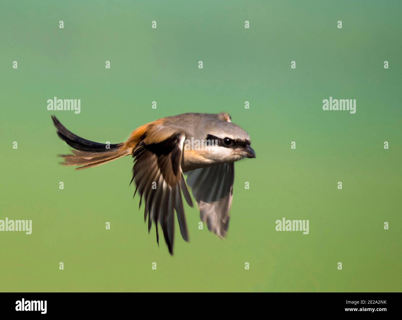 The long-tailed shrike or rufous-backed shrike is a member of the bird family Laniidae Stock ...