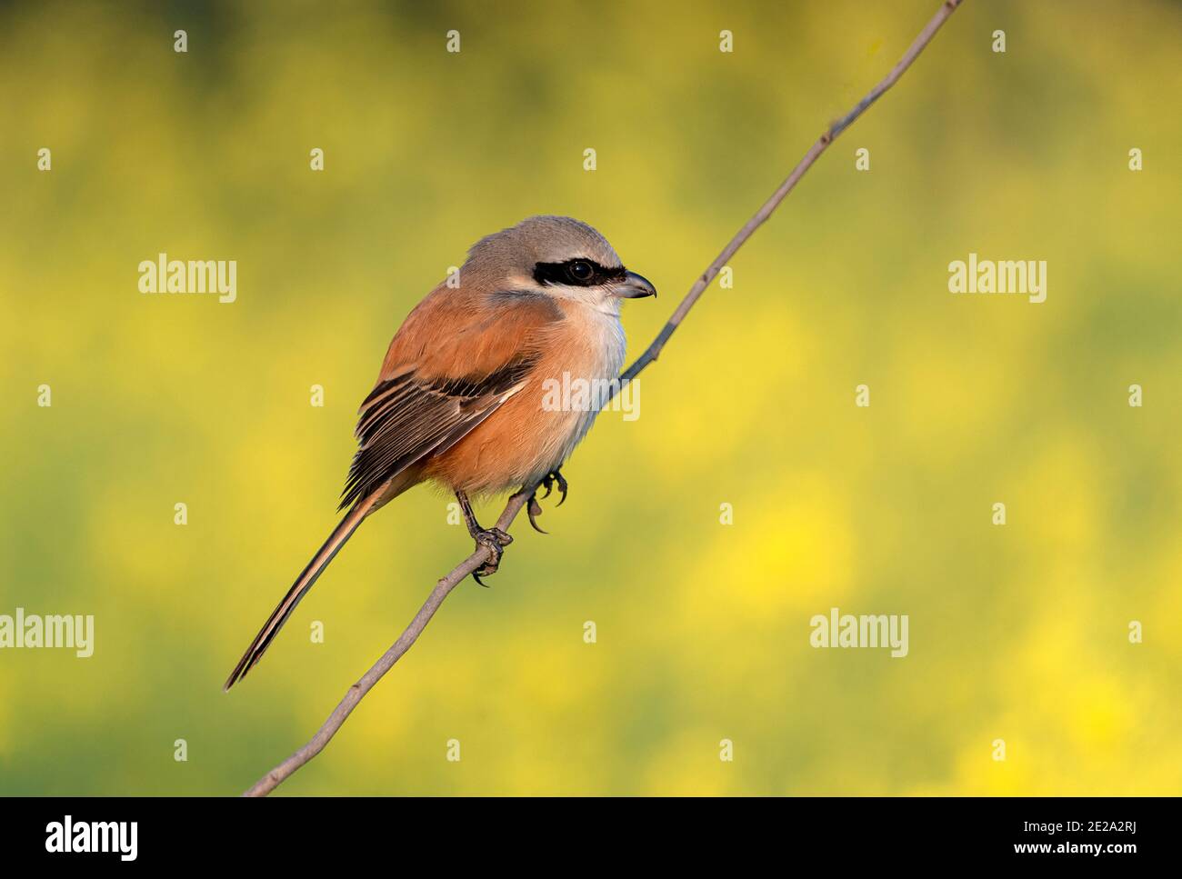 The long-tailed shrike or rufous-backed shrike is a member of the bird ...